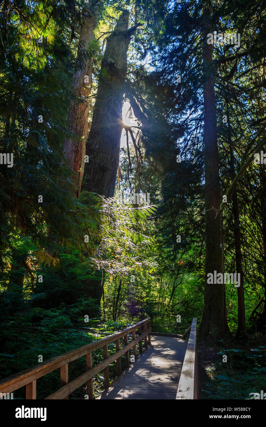 Light shining down through the canopy in the Grove of the Patriarchs ...