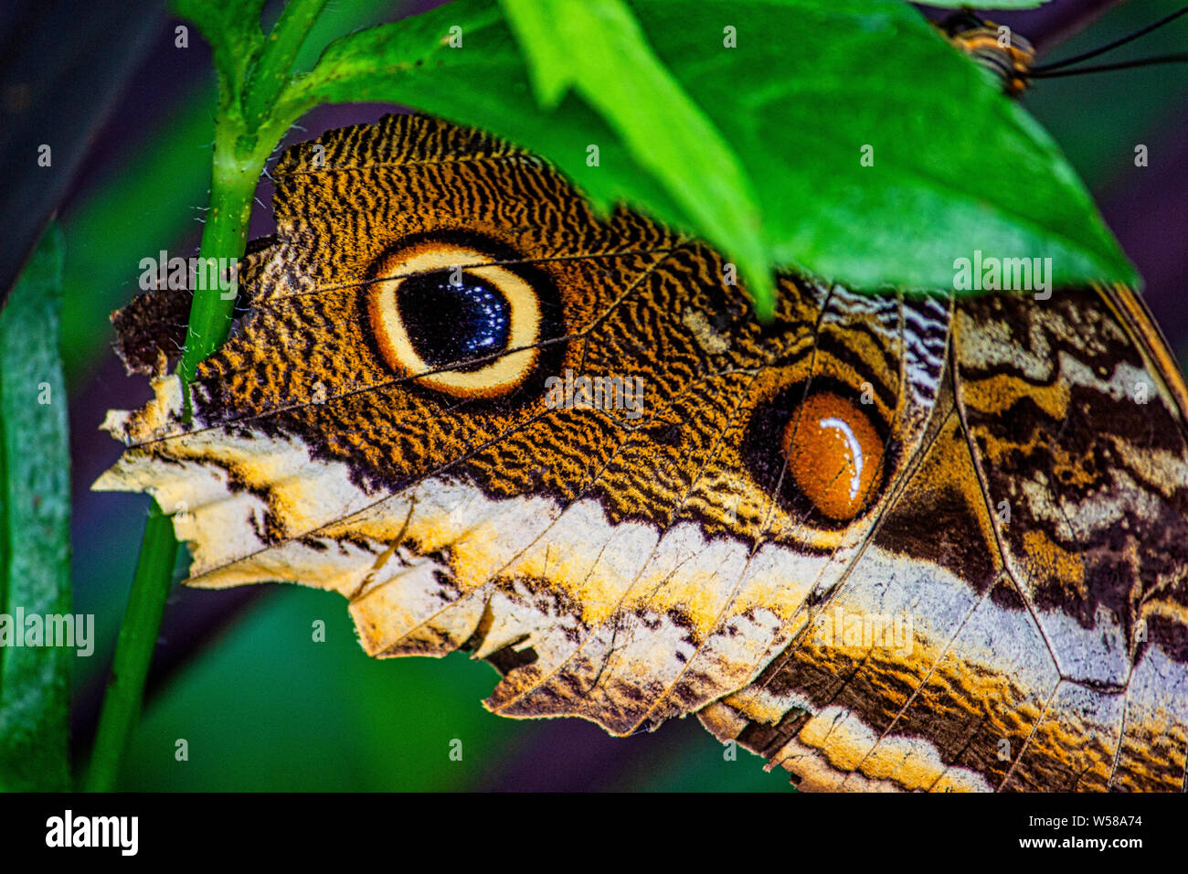Fake butterflies hi-res stock photography and images - Alamy