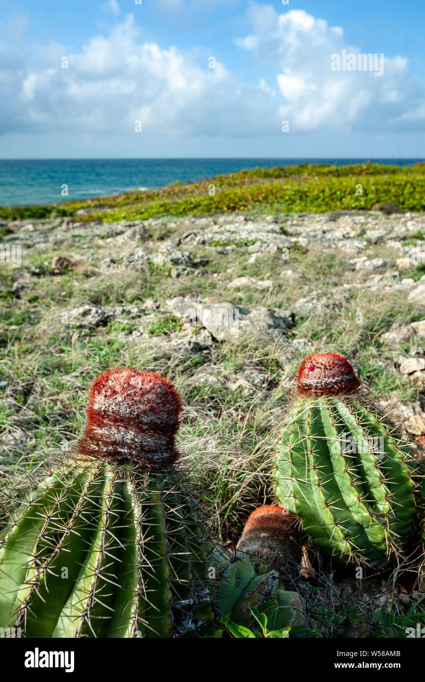 Barrel cactuses, Guanica Dry Forest, Guanica, Puerto Rico Stock Photo ...