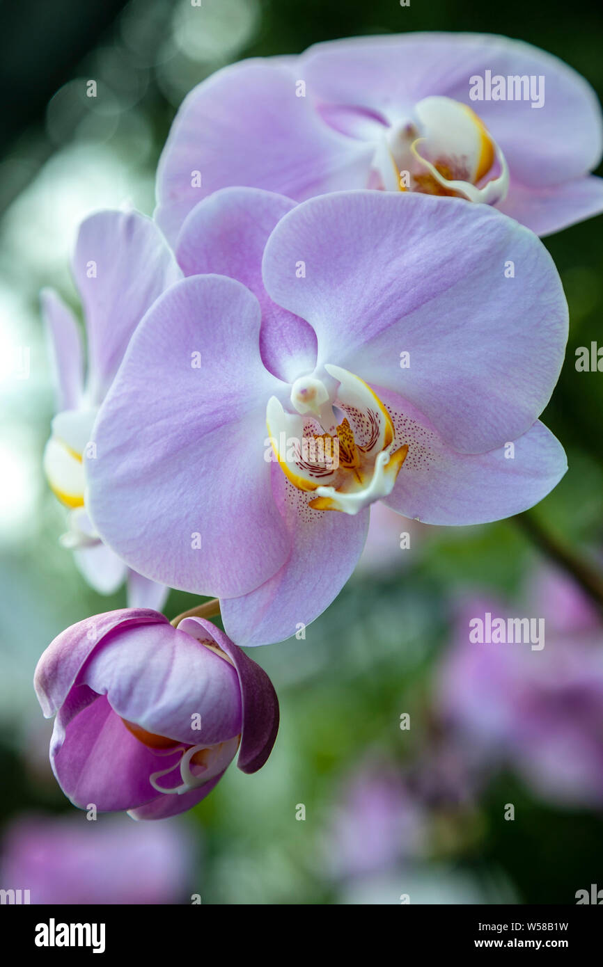 Puerto rico flowers hi-res stock photography and images - Alamy