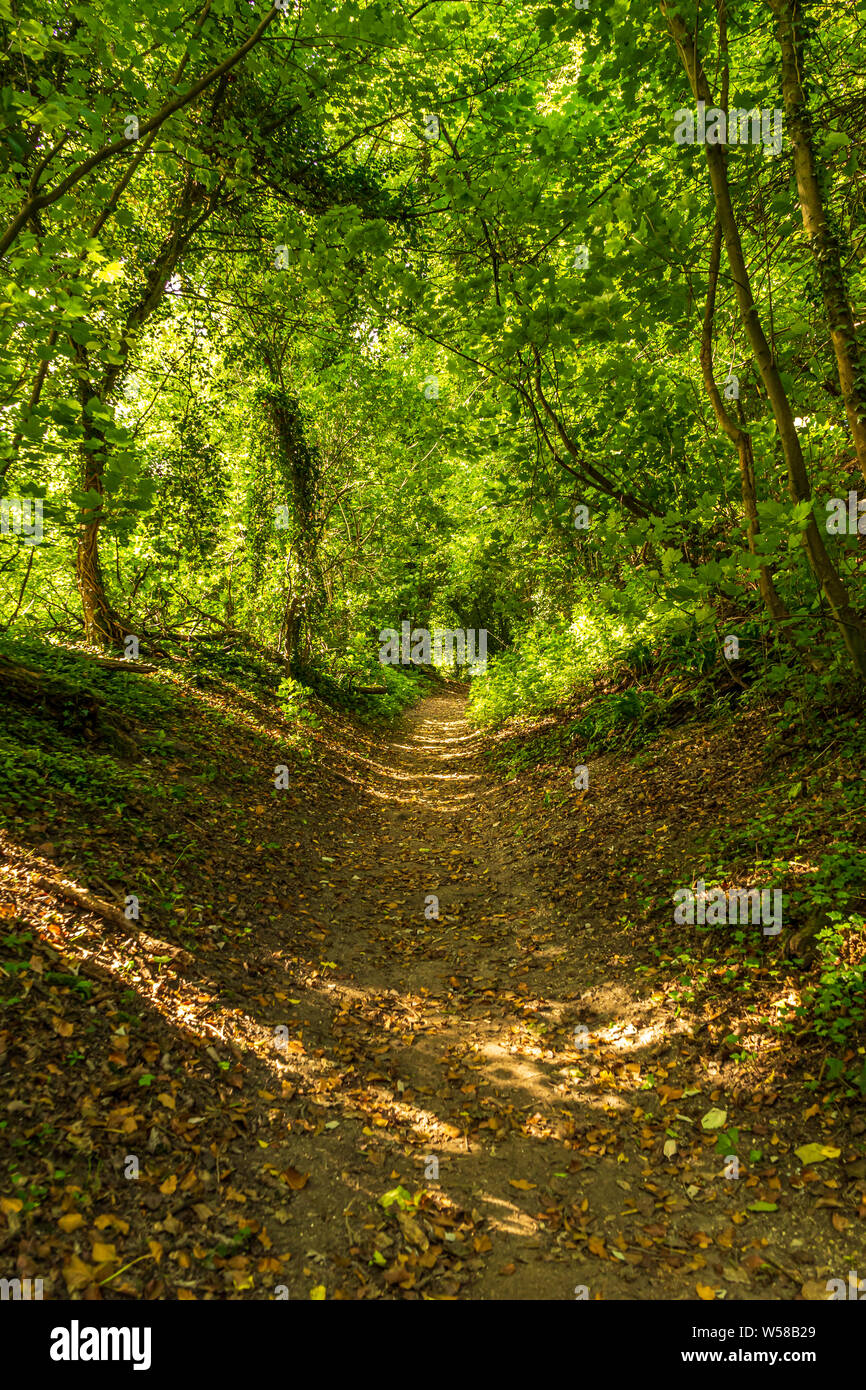 Ancient trackway through woodland Stock Photo - Alamy