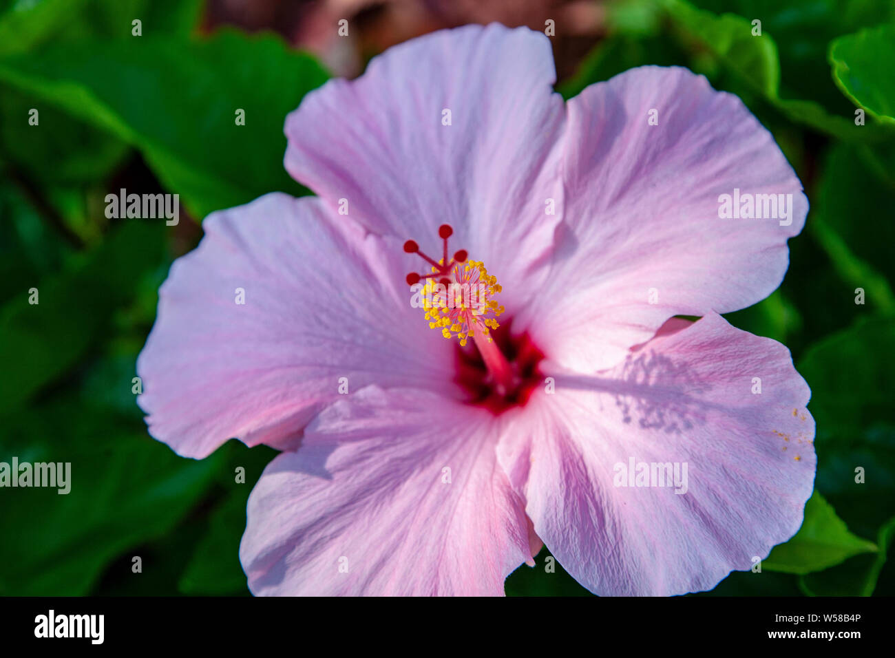 Amapola, Aibonito, Puerto Rico Stock Photo - Alamy