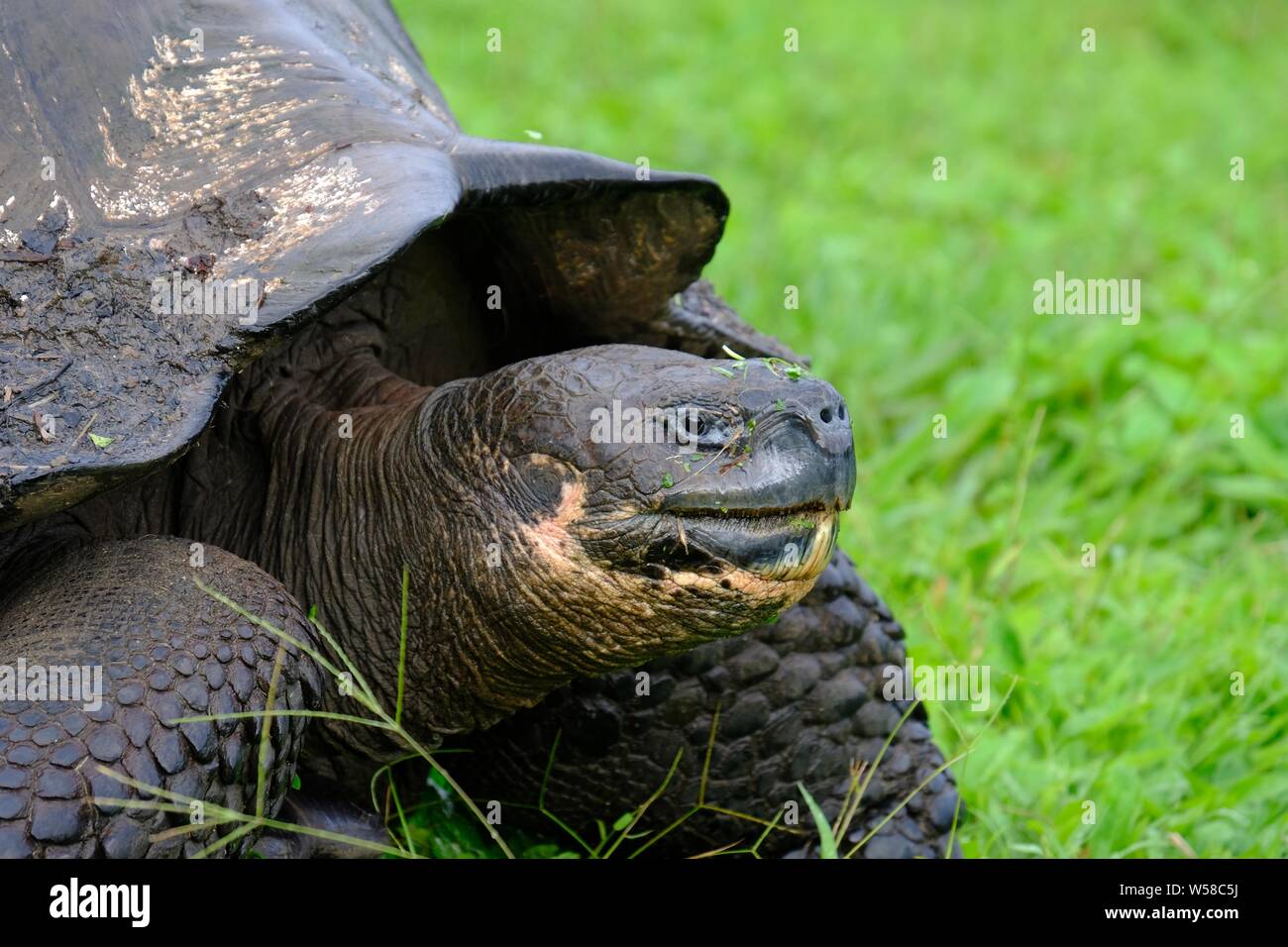 Big snapping turtle hi-res stock photography and images - Alamy