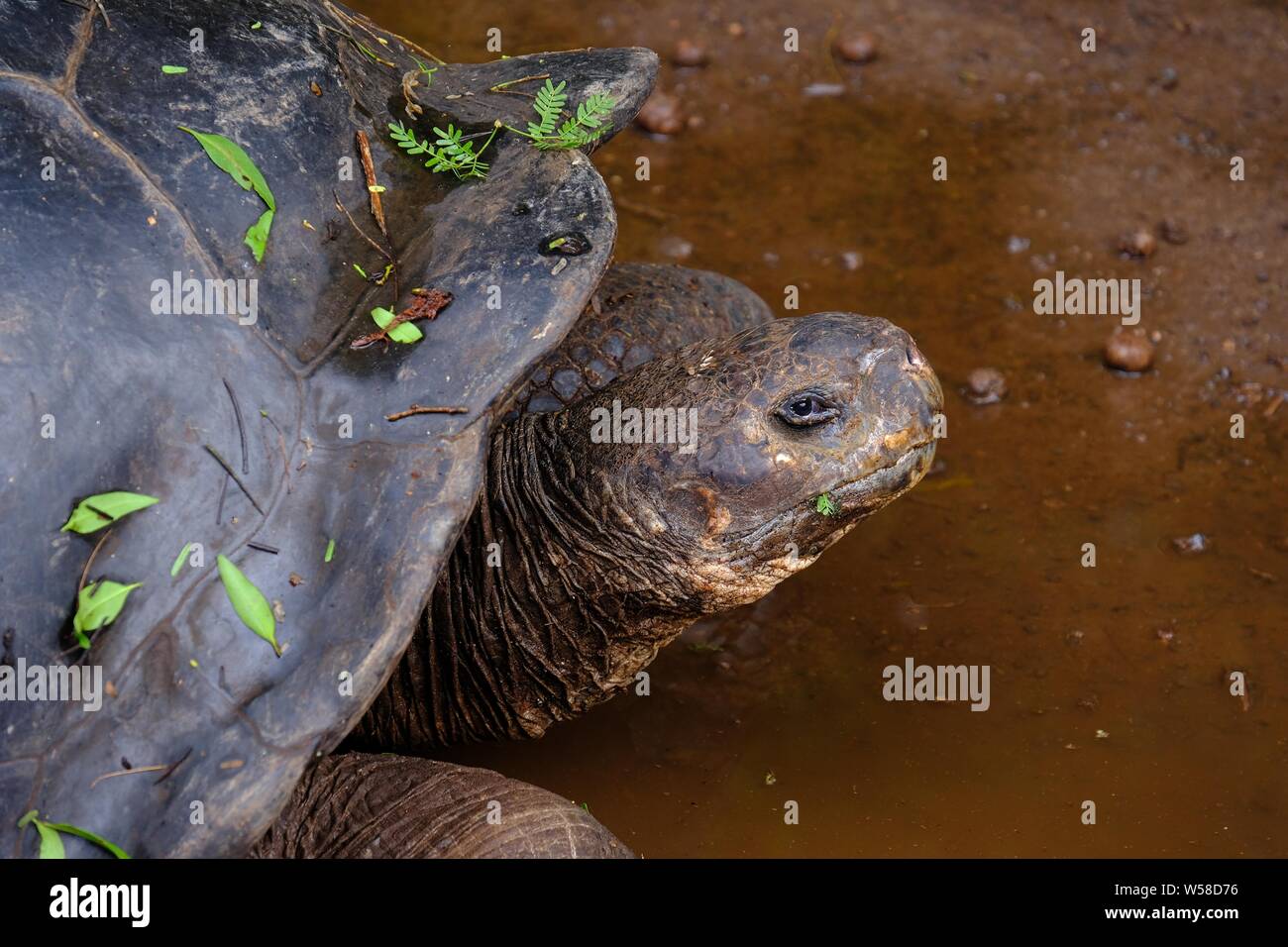 Snapping turtle swimming underwater hi-res stock photography and images ...