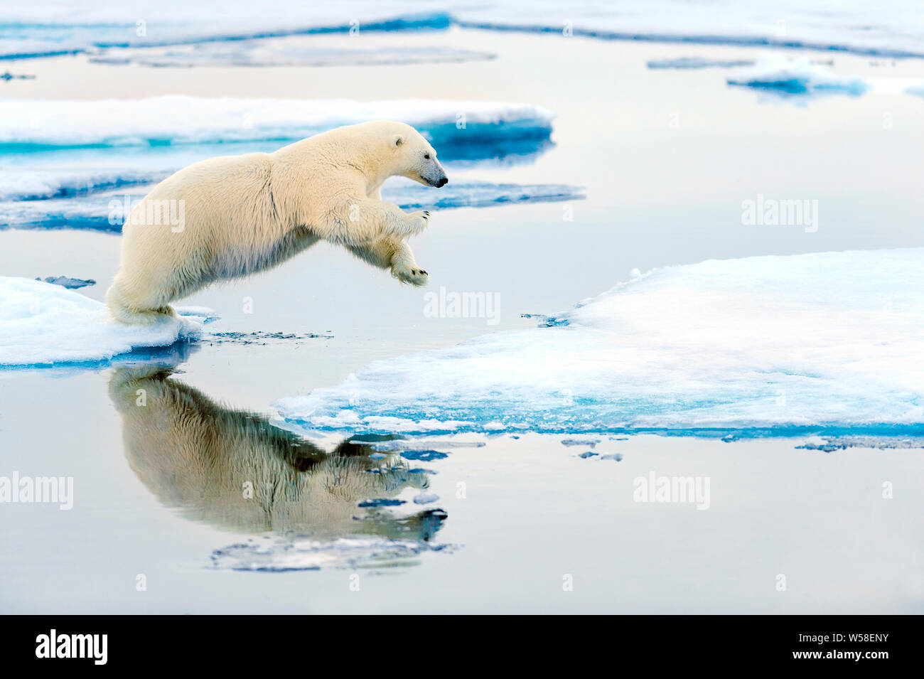 polar bear jumping between sea ice, Spitsbergen Stock Photo - Alamy