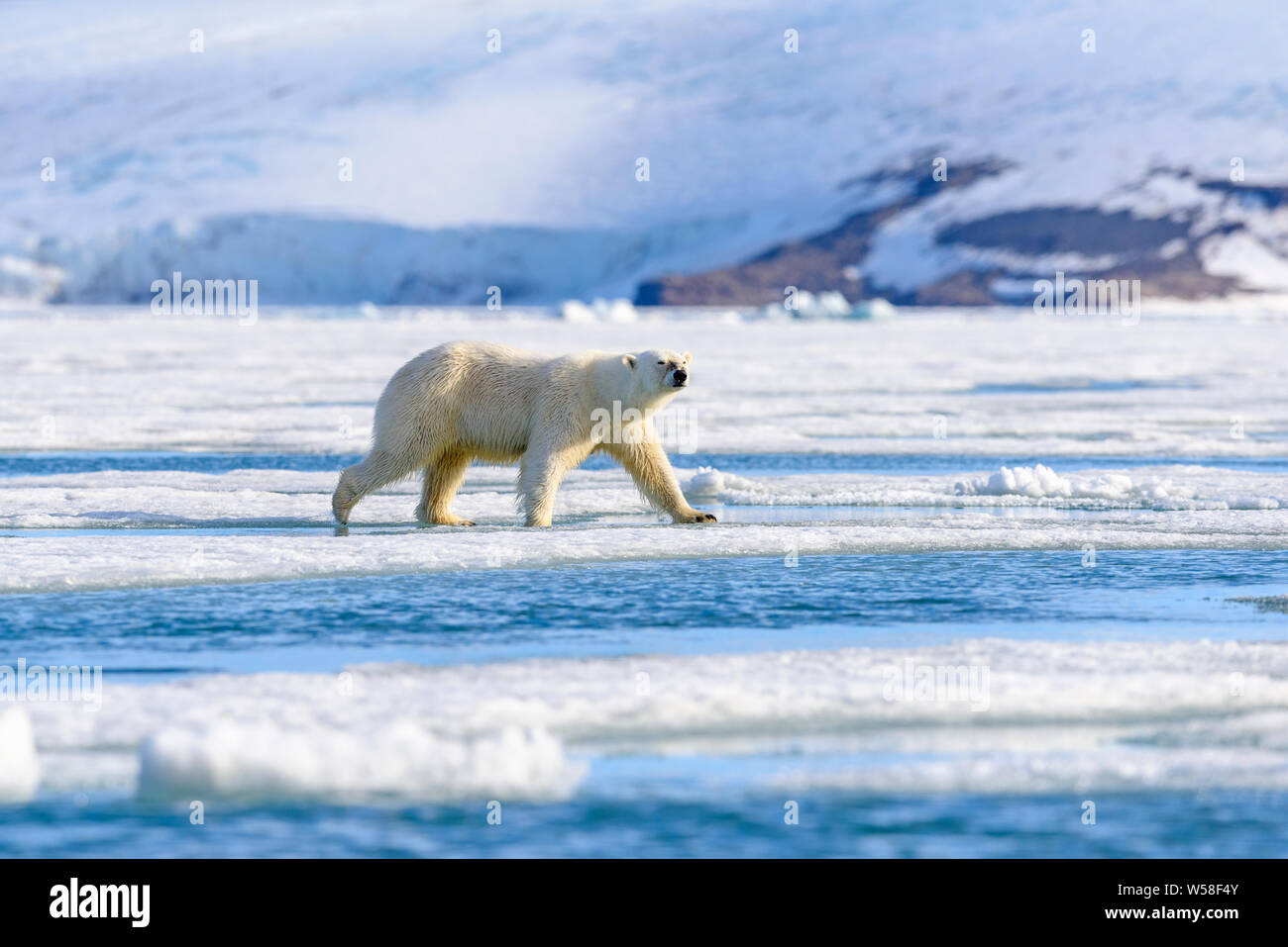 Polar bear on sea ice, Svalbard Stock Photo - Alamy