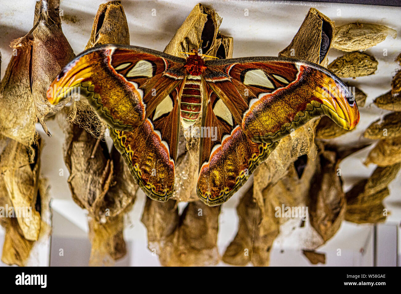 Full body shot of a large gold and orange and white Butterfly Stock ...