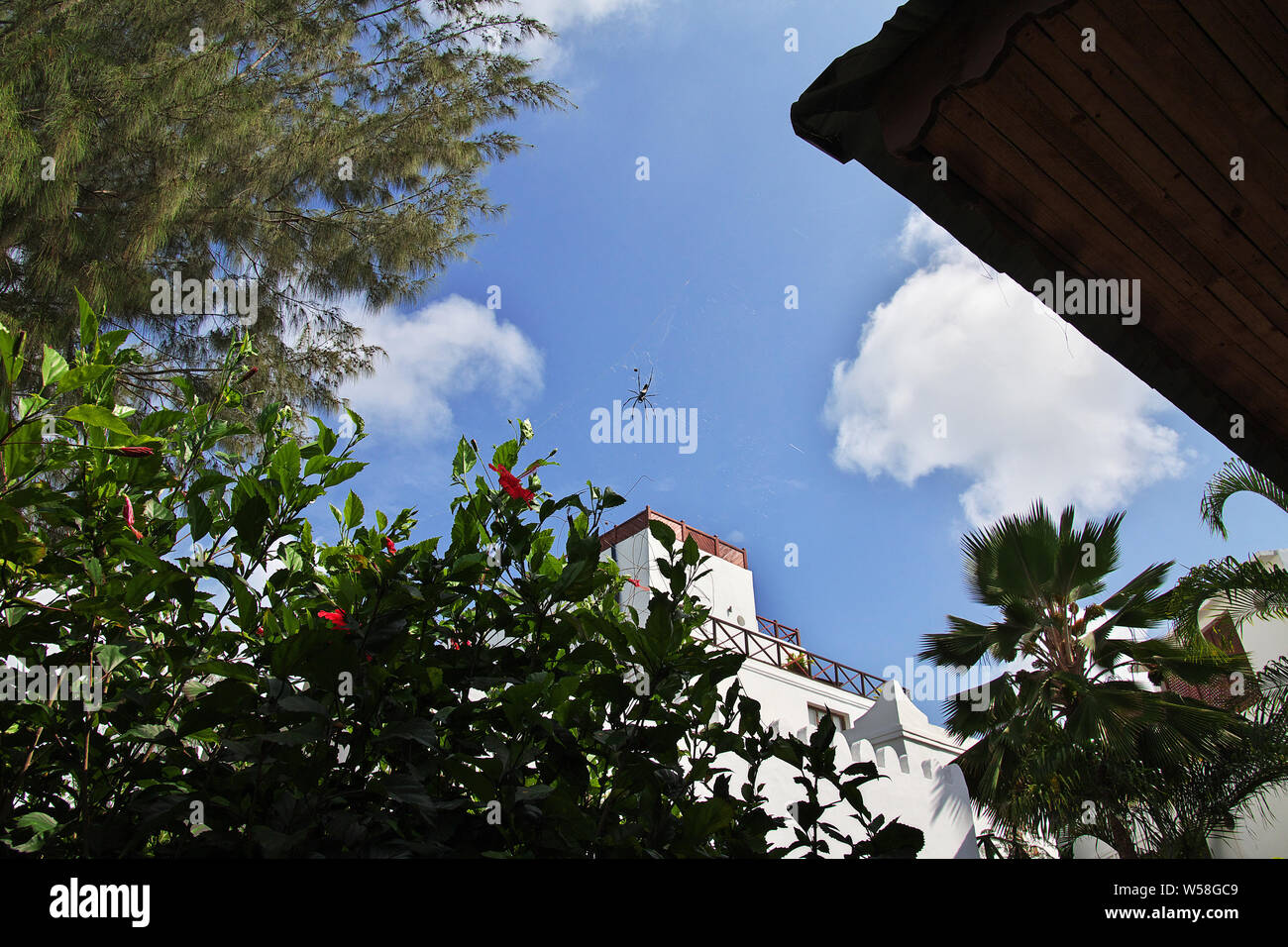 Spider on Nungwi beach of Zanzibar, Tanzania Stock Photo - Alamy