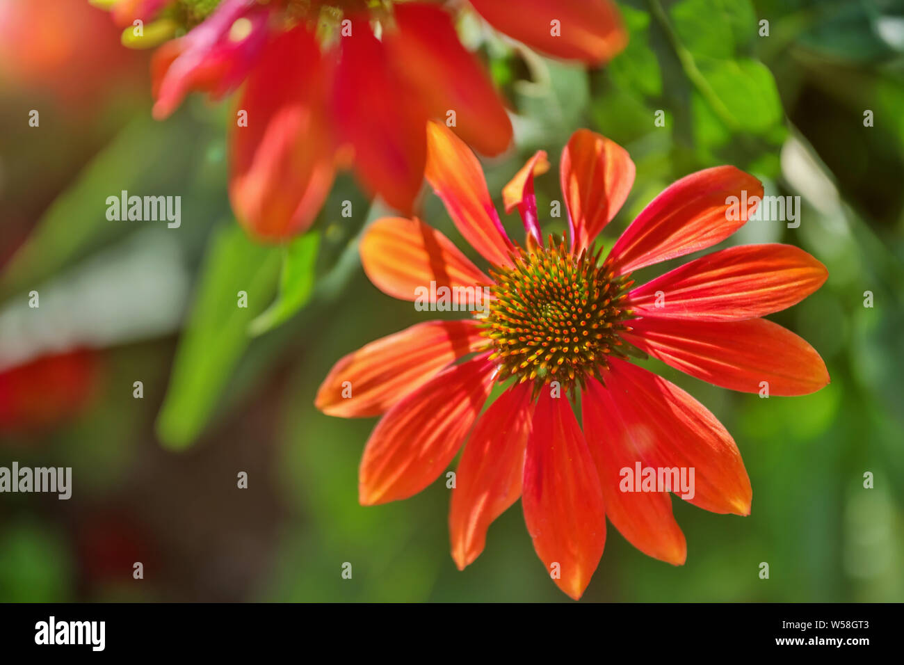 red sunny flower blur background Stock Photo - Alamy