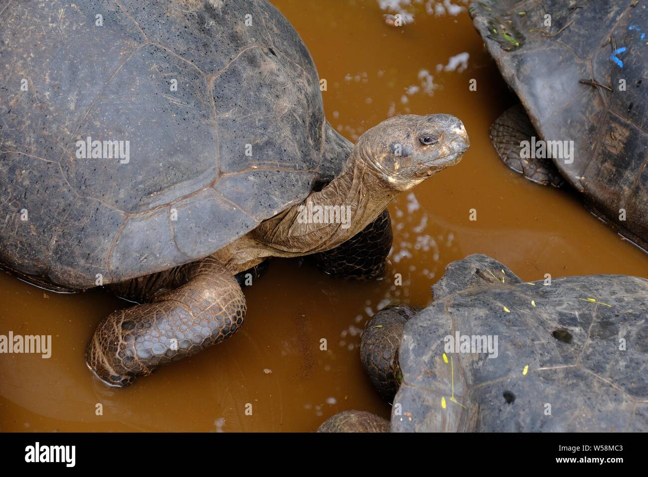 Snapping turtle texture hi-res stock photography and images - Alamy