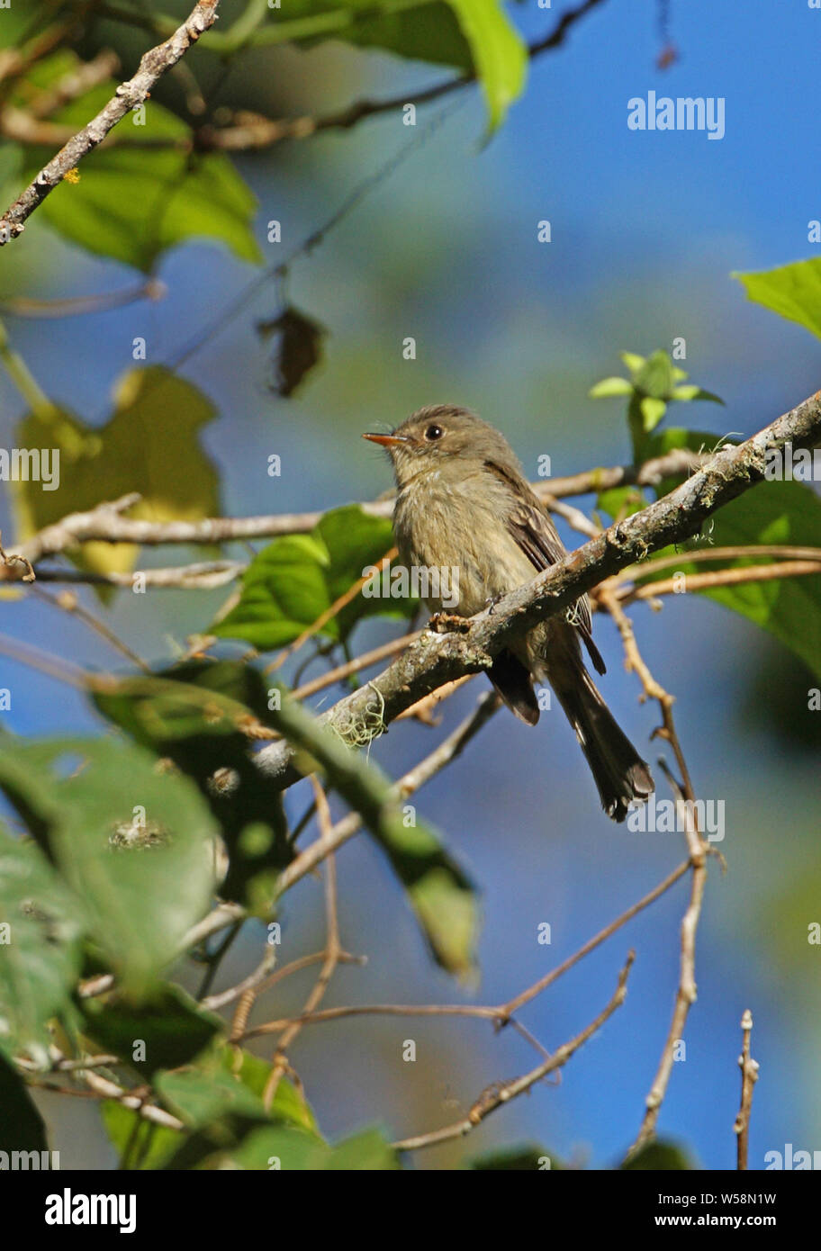 Jamaican Pewee (Contopus pallidus) adult perched on branch, Jamaican ...