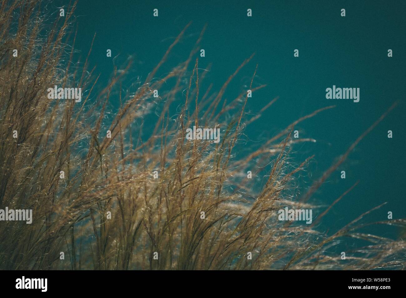 Dry grass field in a wind with blurred blue background Stock Photo - Alamy