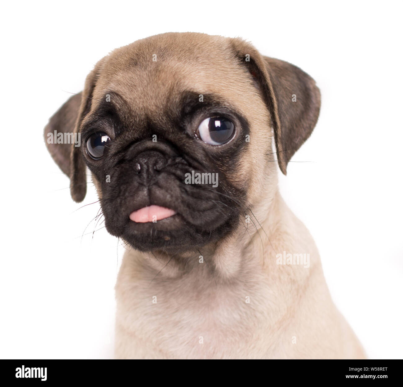Close-up head portrait puppy pug funny dog isolated on white background ...