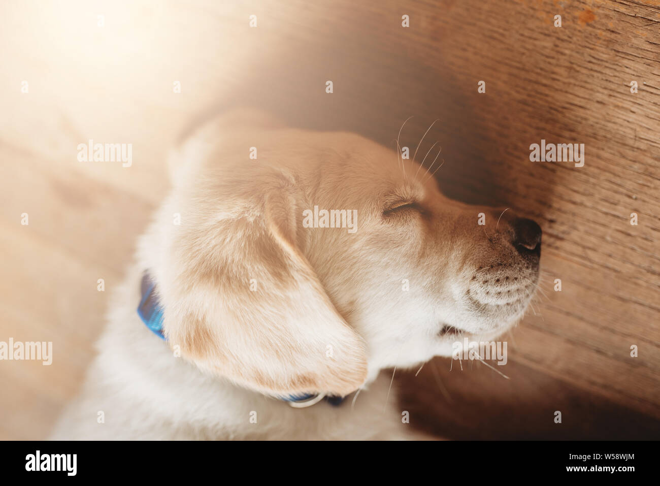 Sleeping yellow labrador retriever hi-res stock photography and images ...