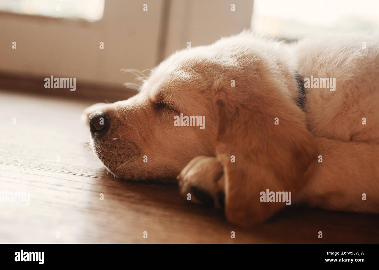 Sleeping yellow Labrador lab puppy Stock Photo - Alamy