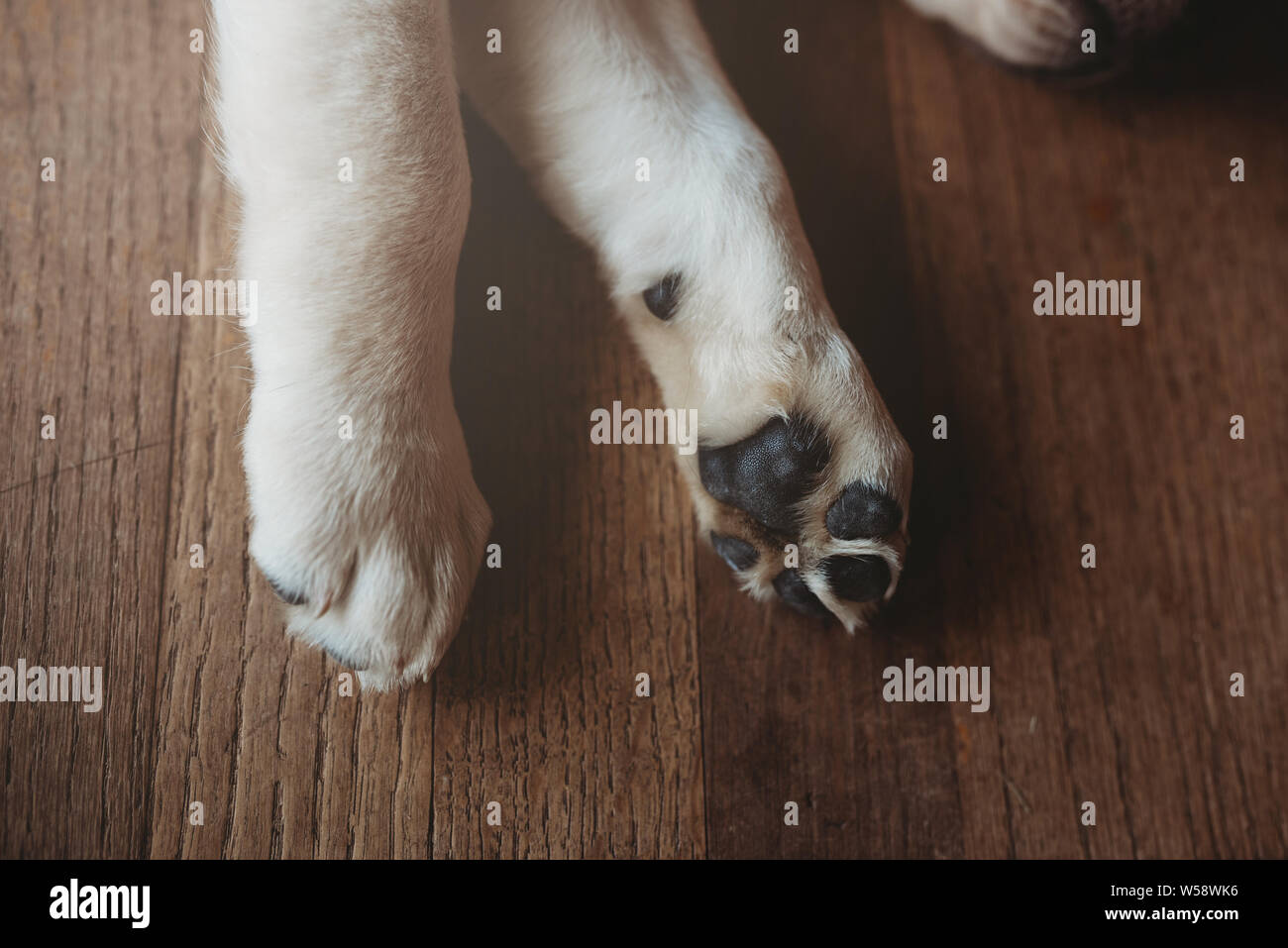 Labrador paws hi-res stock photography and images - Alamy