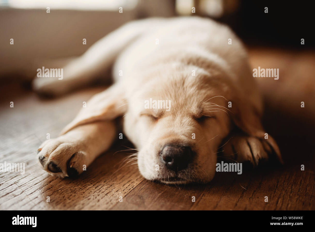 sleeping Labrador puppy Stock Photo - Alamy
