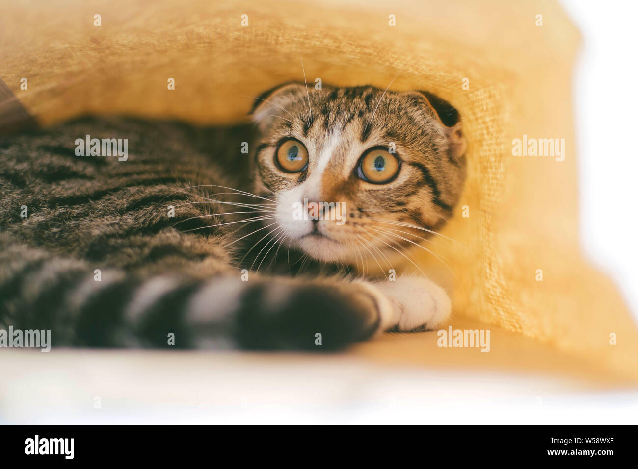 Low angle view of cat looking away while sitting on white backgr Stock ...