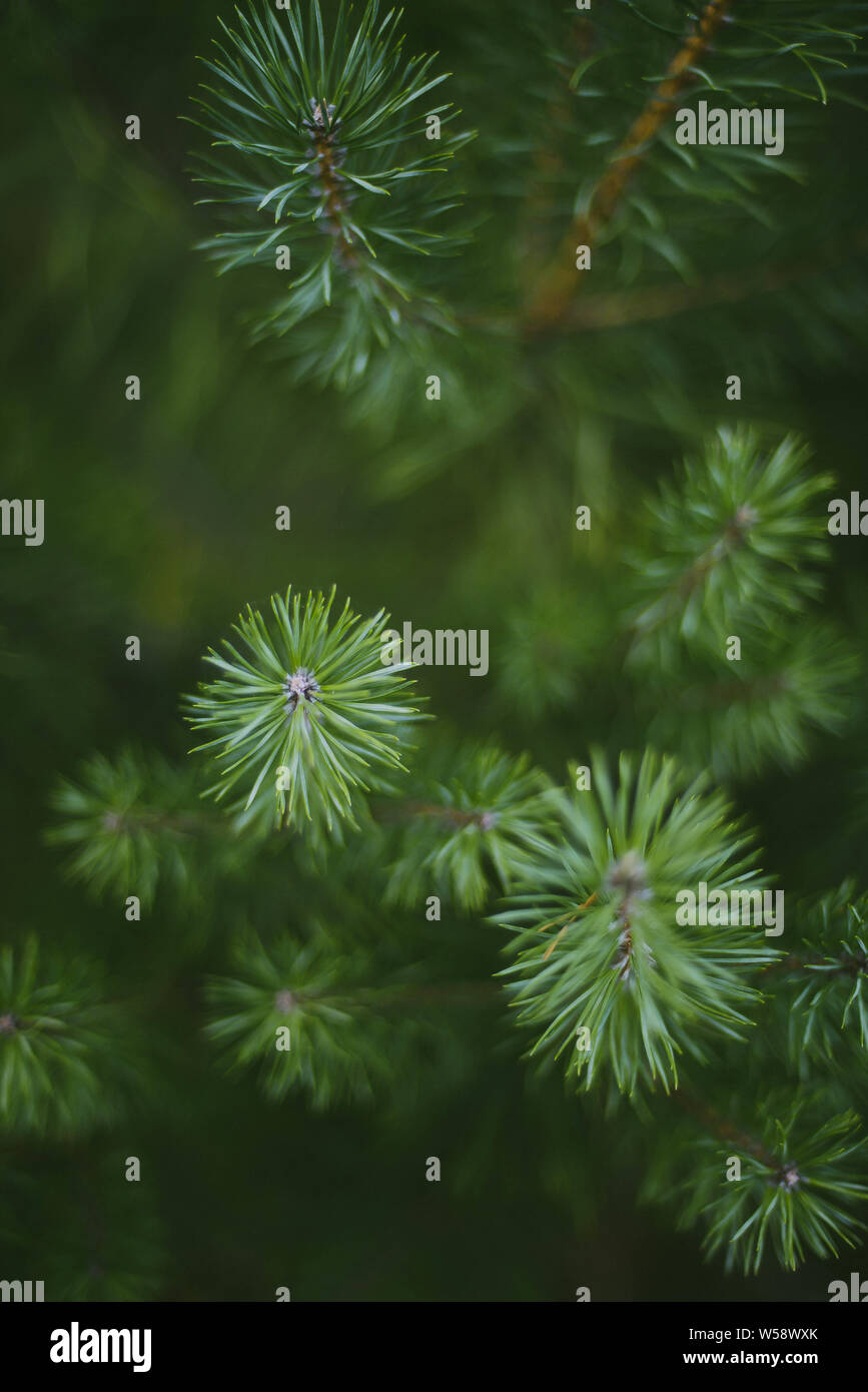 Healthy green trees in a forest of old spruce. pine tree close-up Stock ...