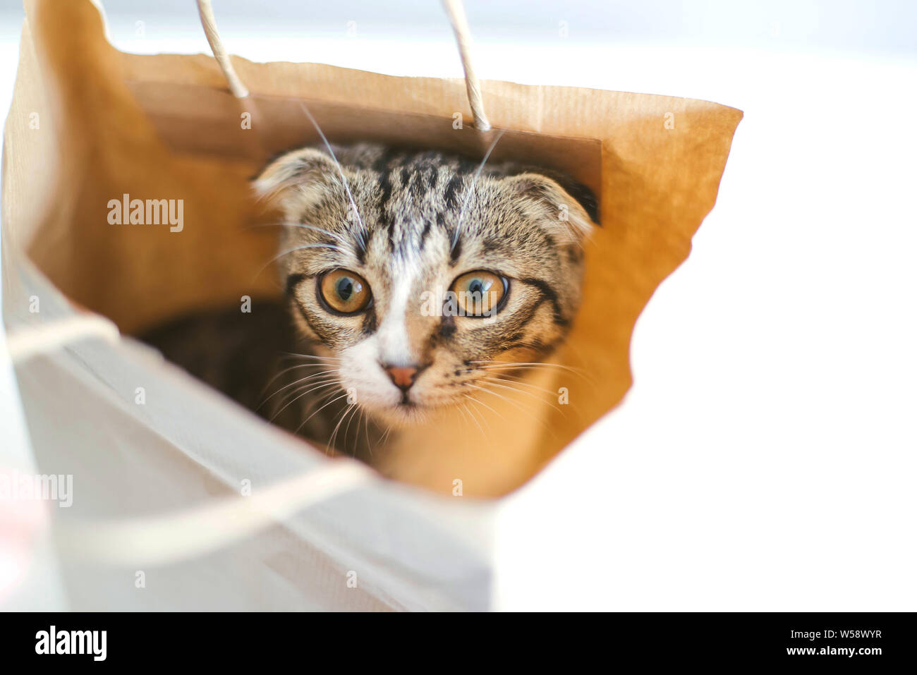 Low angle view of cat looking away while sitting on white backgr Stock ...
