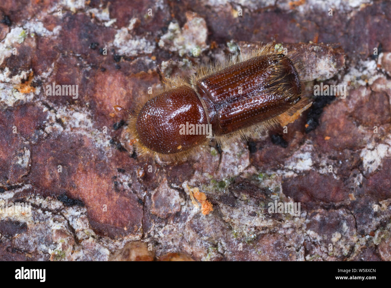 Large larch bark beetle hi-res stock photography and images - Alamy