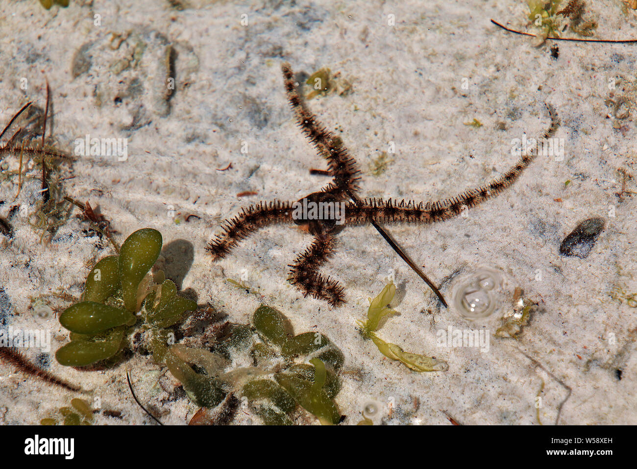 Indian Ocean Starfish High Resolution Stock Photography and Images - Alamy