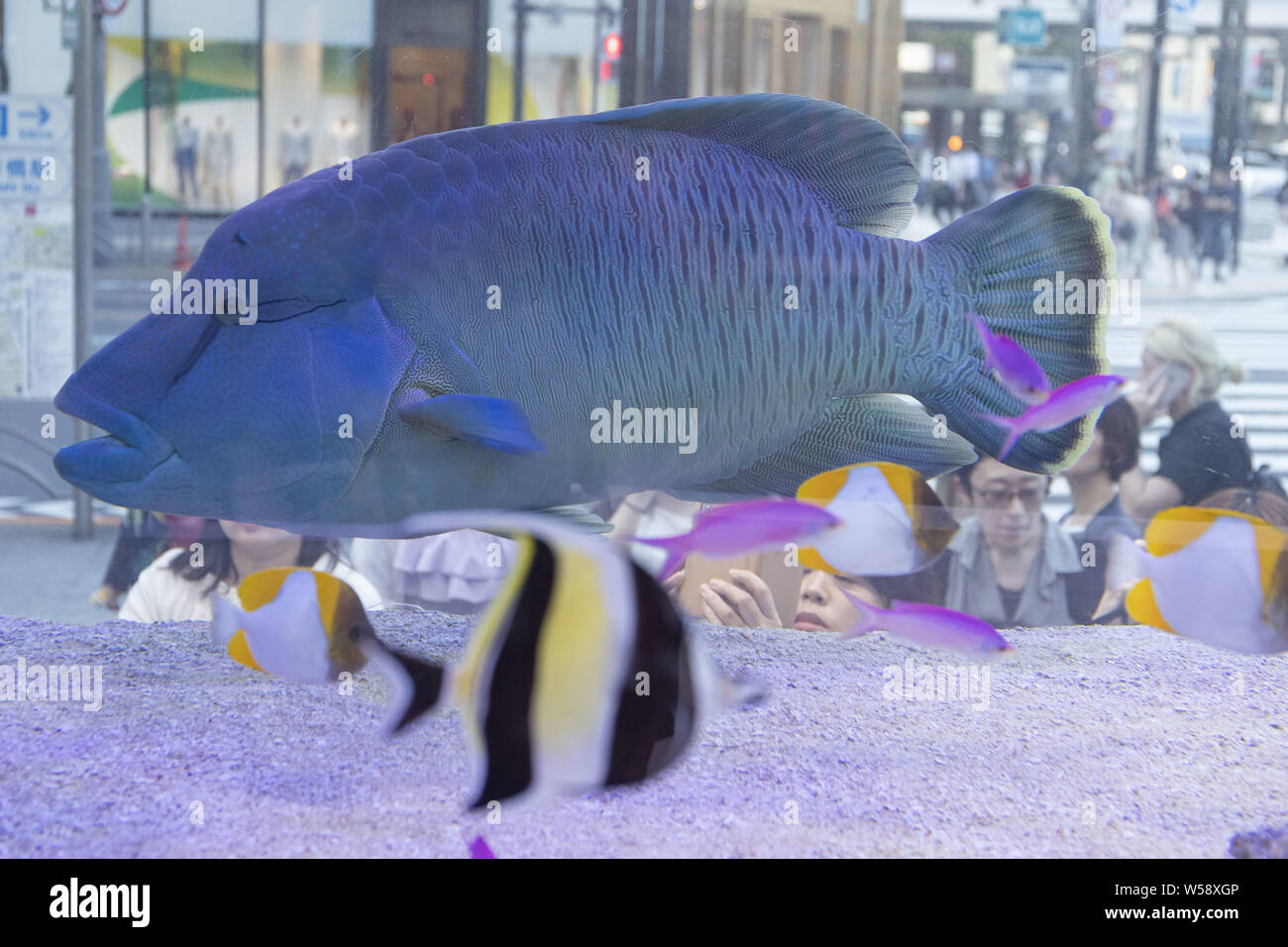 July 26, 2019, Tokyo, Japan: Tropical fishes from Okinawa swim inside a ...