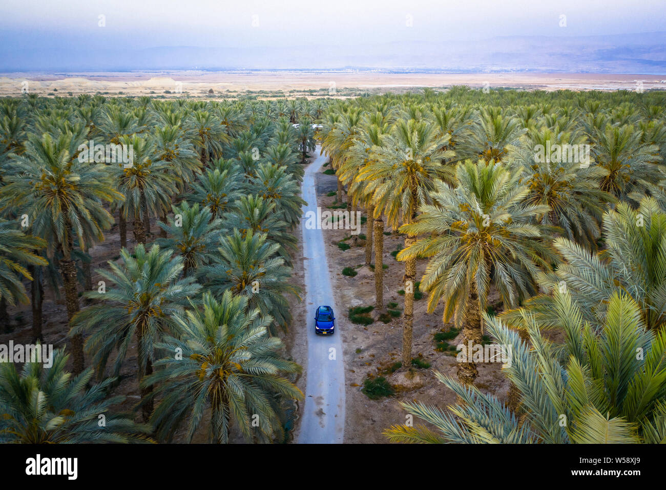 Car tall trees hi-res stock photography and images - Alamy