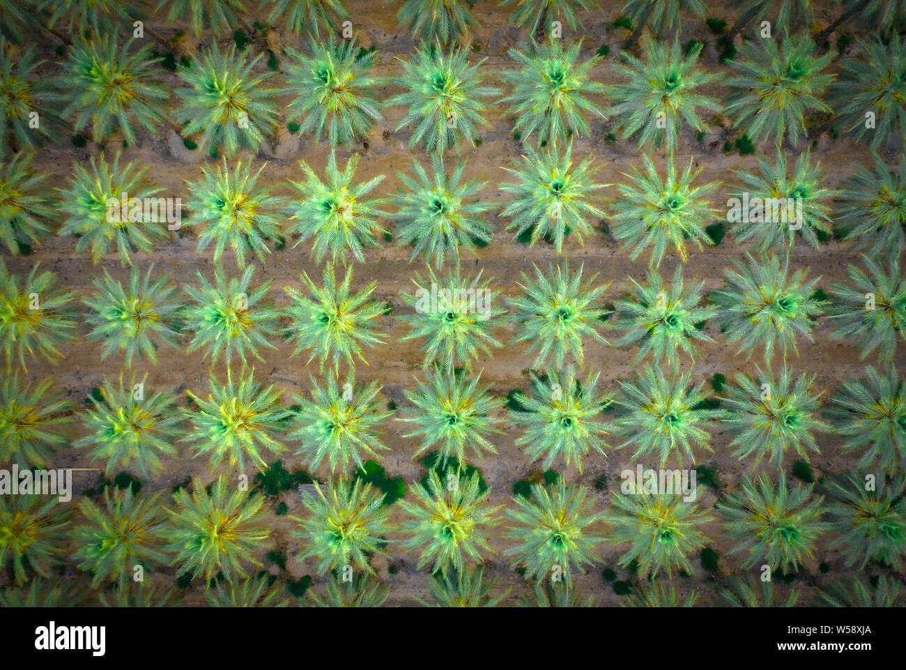 Date palm texture hi-res stock photography and images - Alamy