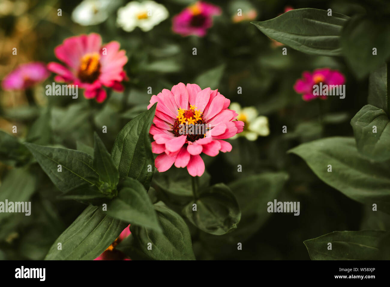 Row of zinnias hi-res stock photography and images - Alamy