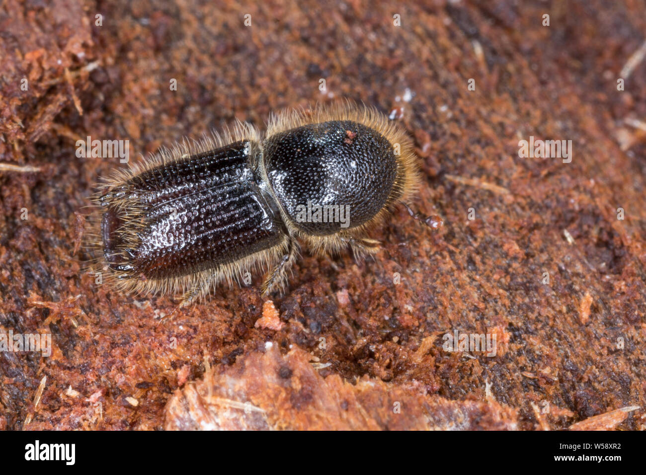 Large larch bark beetle hi-res stock photography and images - Alamy