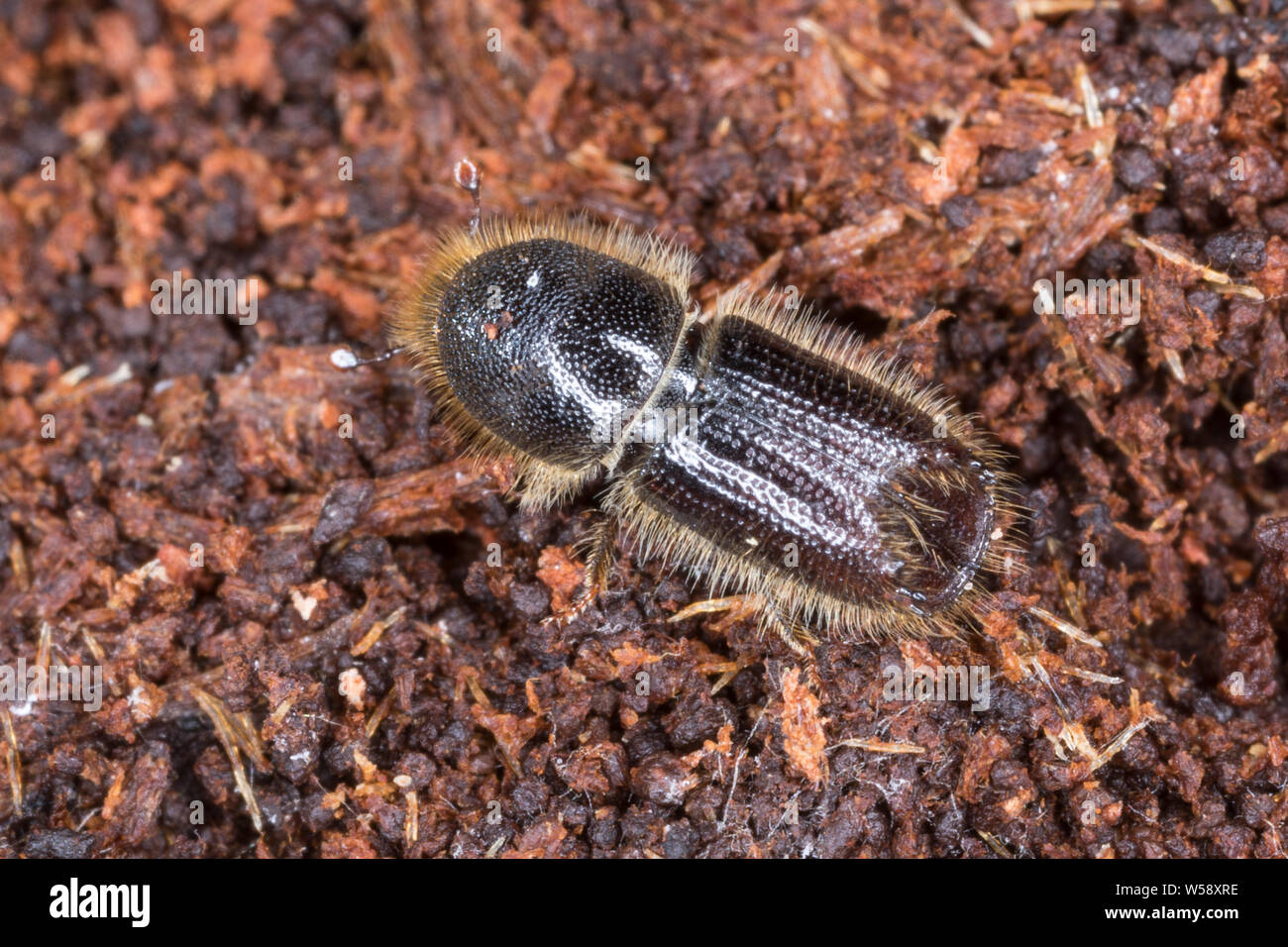 Large larch bark beetle hi-res stock photography and images - Alamy