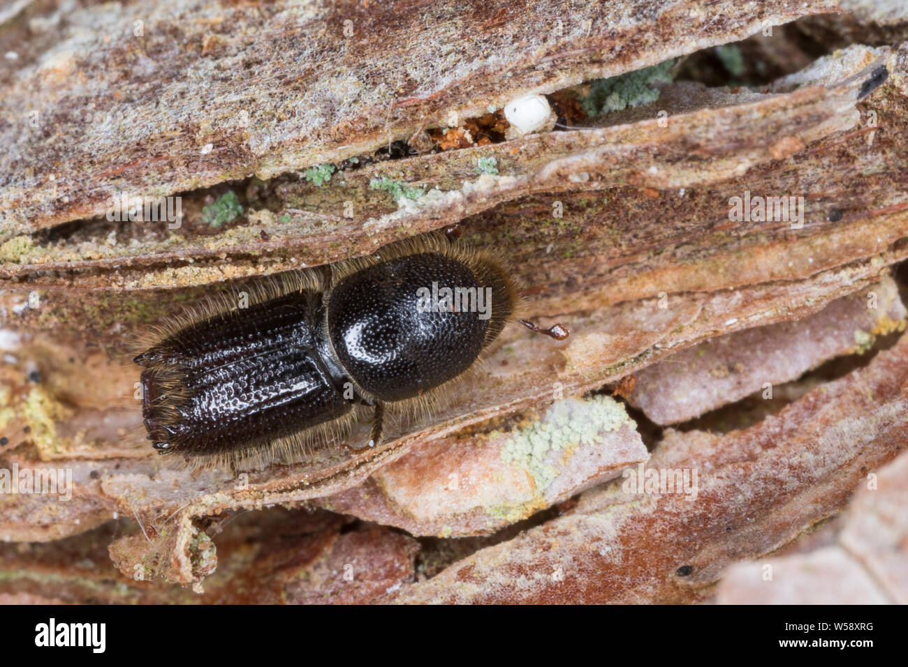 Large larch bark beetle hi-res stock photography and images - Alamy