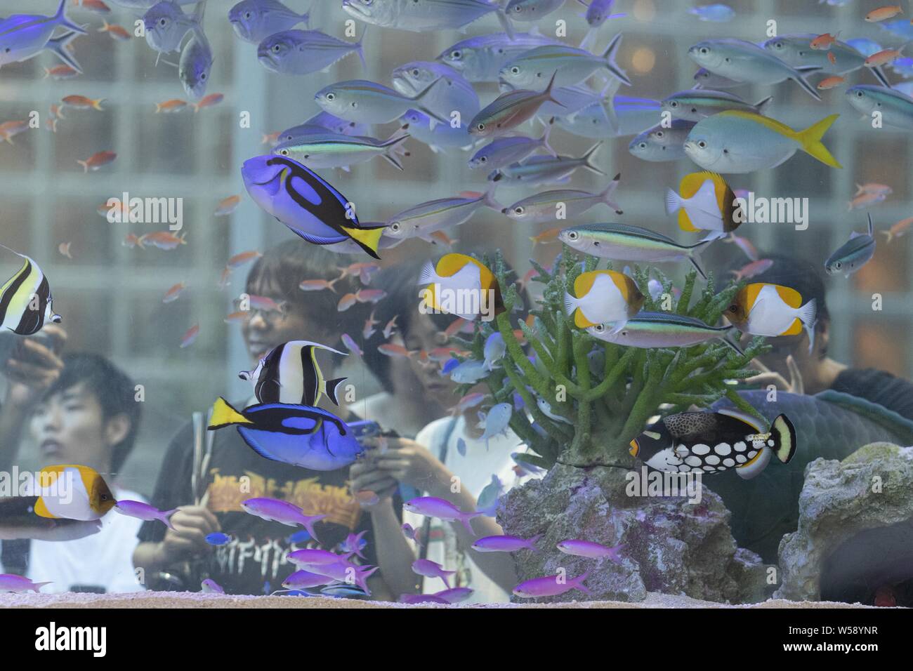 July 26, 2019, Tokyo, Japan: Tropical fishes from Okinawa swim inside a ...