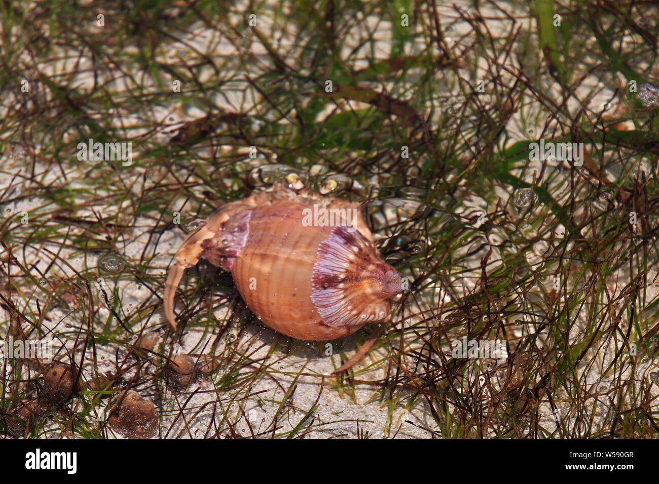 low tide on Zanzibar, Indian ocean Stock Photo - Alamy