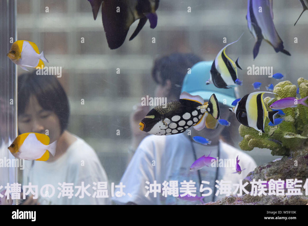 July 26, 2019, Tokyo, Japan: Tropical fishes from Okinawa swim inside a ...