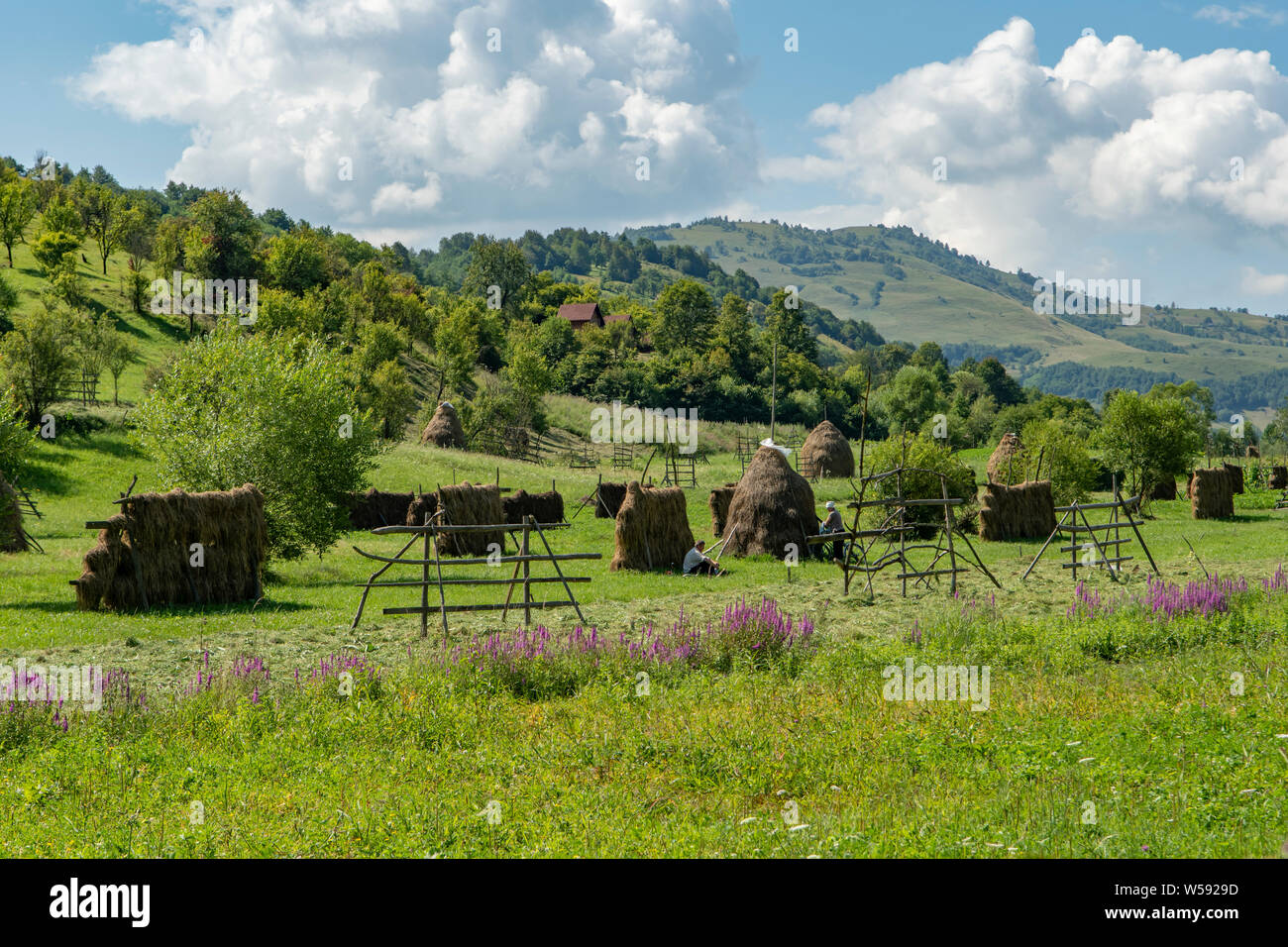 Traditional Haystacks in the Iza Valley, Maramures, Romania Stock Photo ...