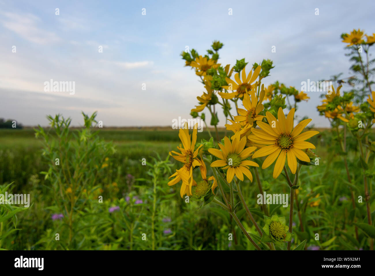 Yellow compass plant in full bloom as the sun rises at the Dixon ...