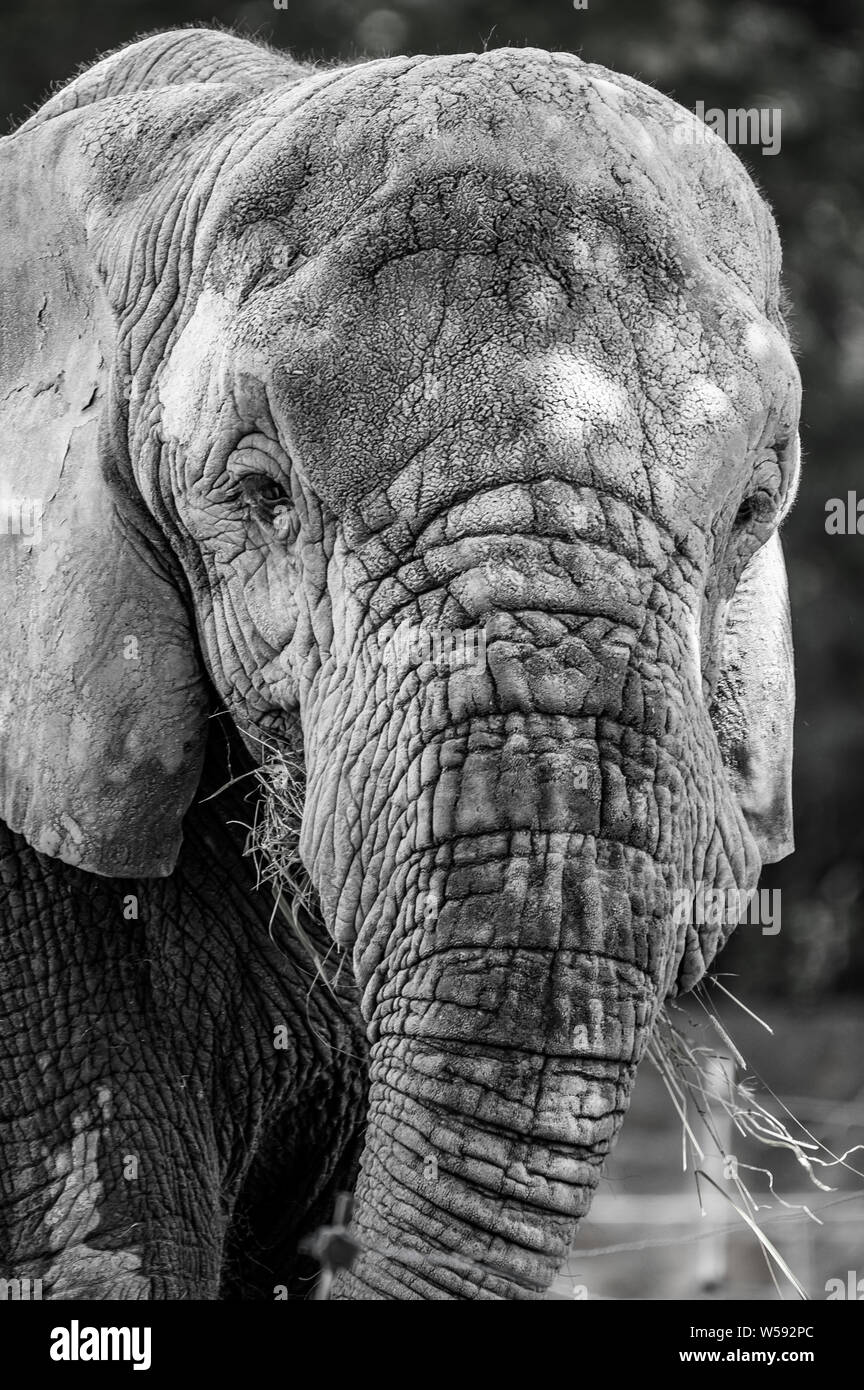 Elephant Face Photography