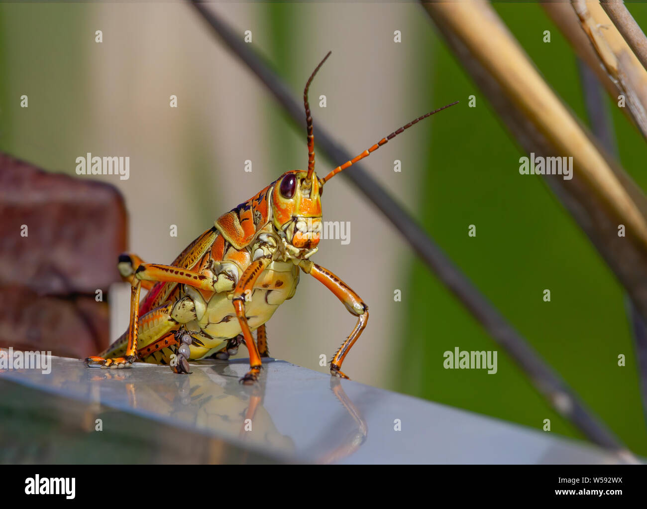 A Lubber Grasshopper climbs onto a fence in the Florida Everglades ...