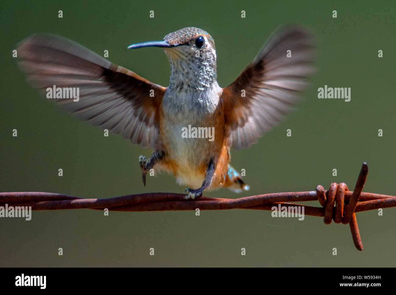 July 26, 2019, Elkton, OREGON, U.S: A rufous hummingbird perches on a ...