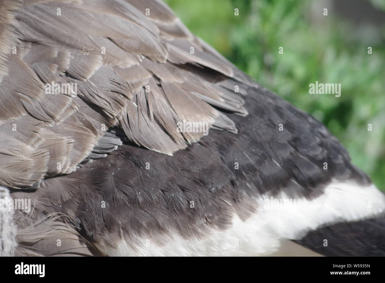 Feathers uk plumage abstract hi-res stock photography and images - Alamy