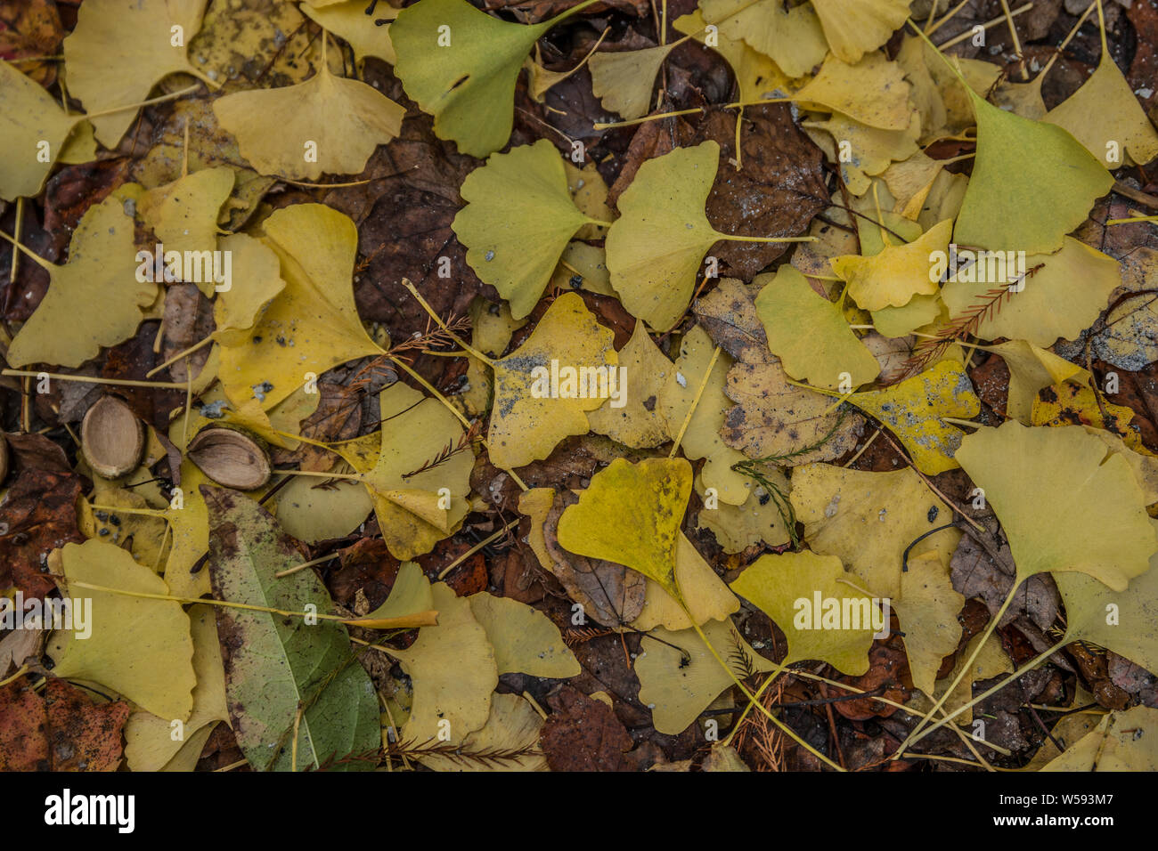 Bright yellow ginkgo leaves fallen on the ground in autumn on top of ...