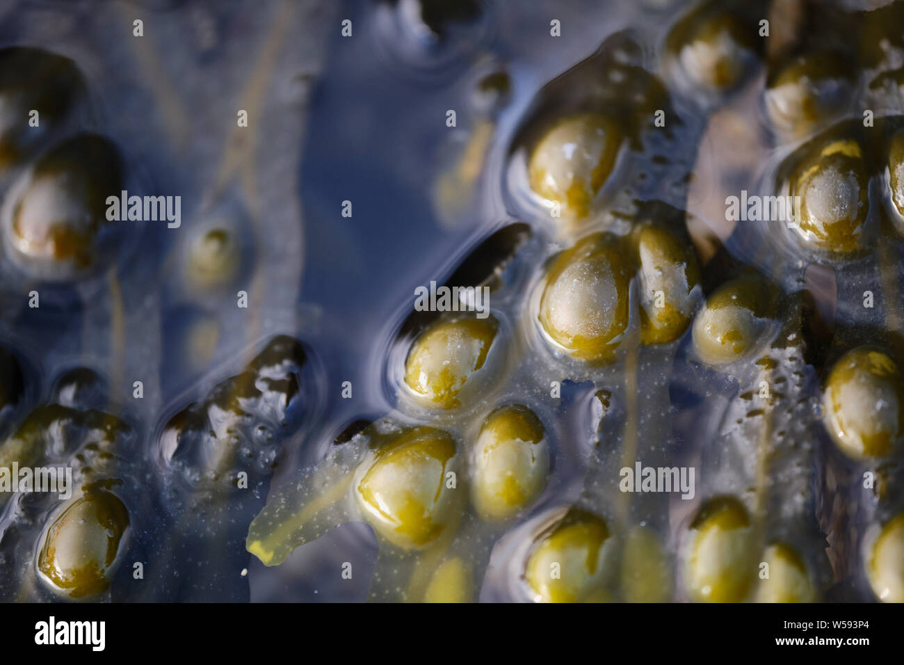 Green algae plant hi-res stock photography and images - Alamy