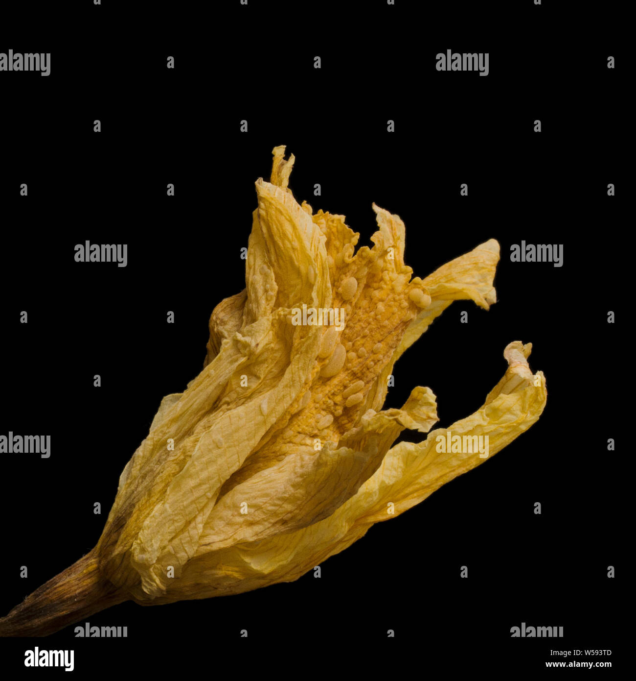 Dried Daffodil Head on Black Background Stock Photo - Alamy