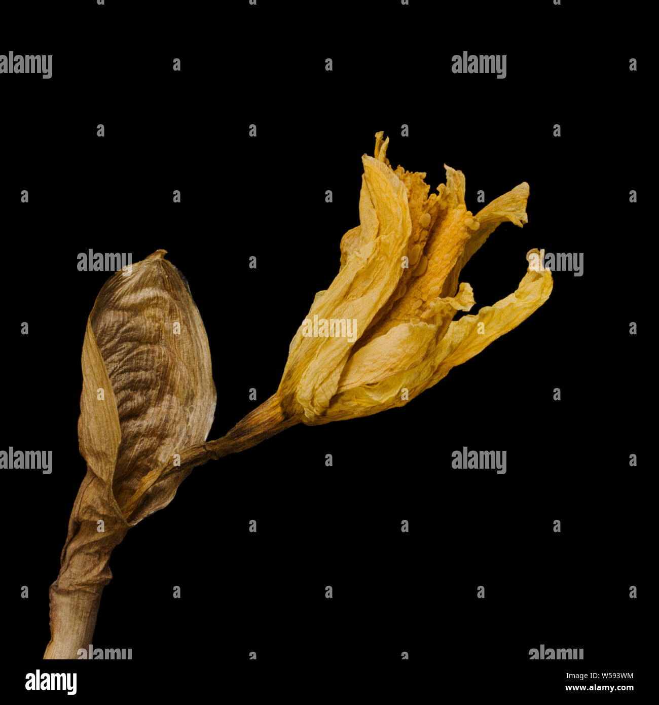 Dried Daffodil Isolated on Black Background Stock Photo - Alamy