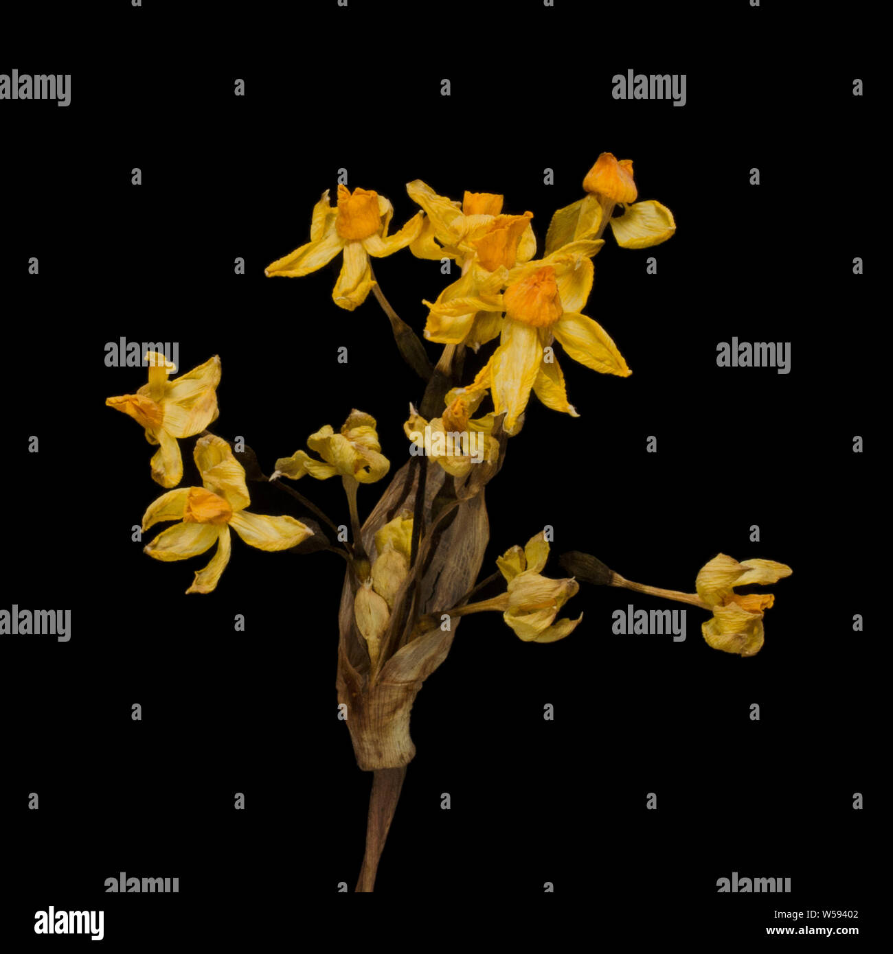 Dried Daffodil Multiple Flower Heads on Black Background Stock Photo ...