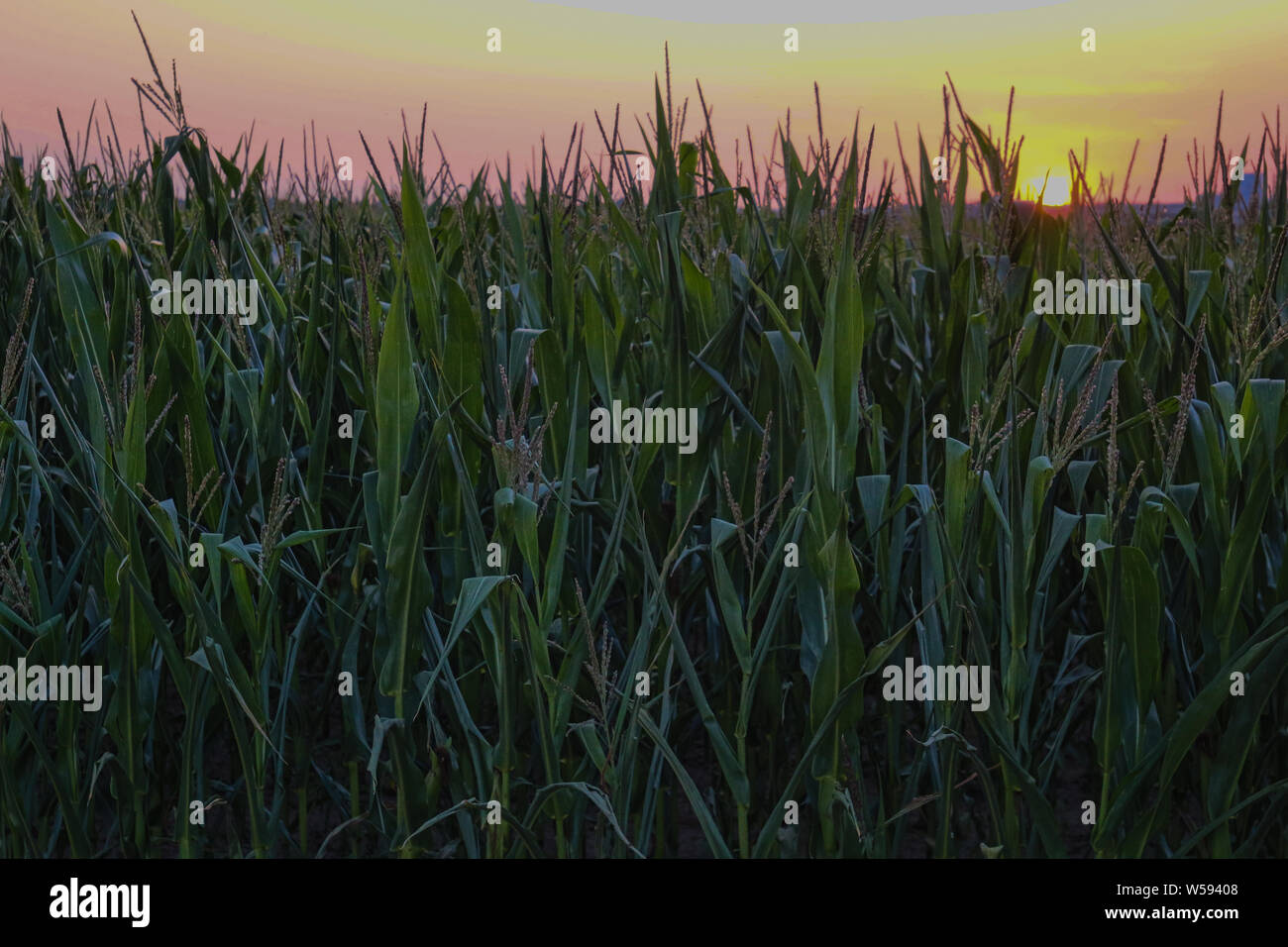 Corn growing during sunset hi-res stock photography and images - Alamy