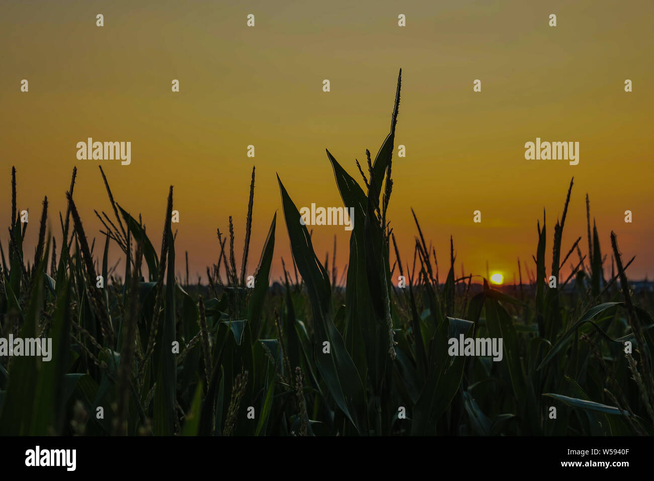 Corn growing during sunset hi-res stock photography and images - Alamy
