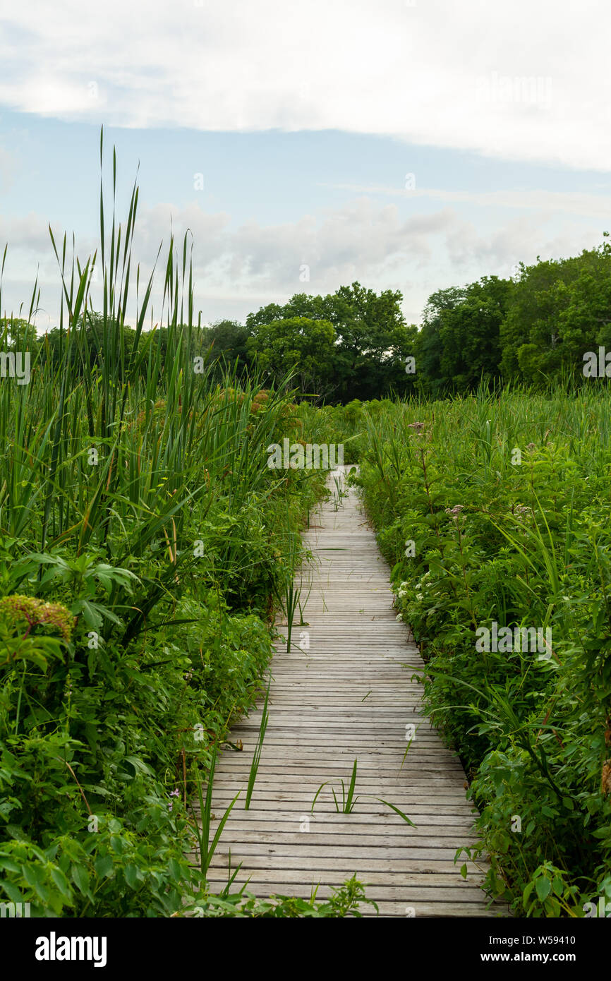 Wooden pathway along the trail through the dixon waterfowl refuge just ...